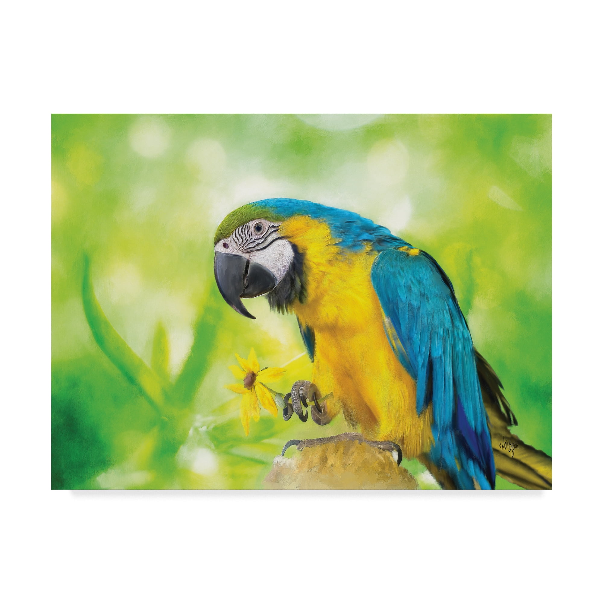 Trademark Fine Art 'Blue and Yellow Macaw' Canvas Art by Lois Bryan ...