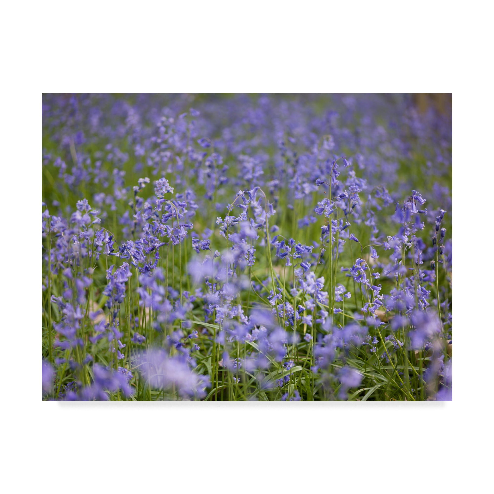 Trademark Fine Art 'Bluebell Wood Purple' Canvas Art by Assaf Frank ...
