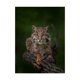 Trademark Fine Art 'Bobcat Poses On Tree Branch 2' Canvas Art by ...