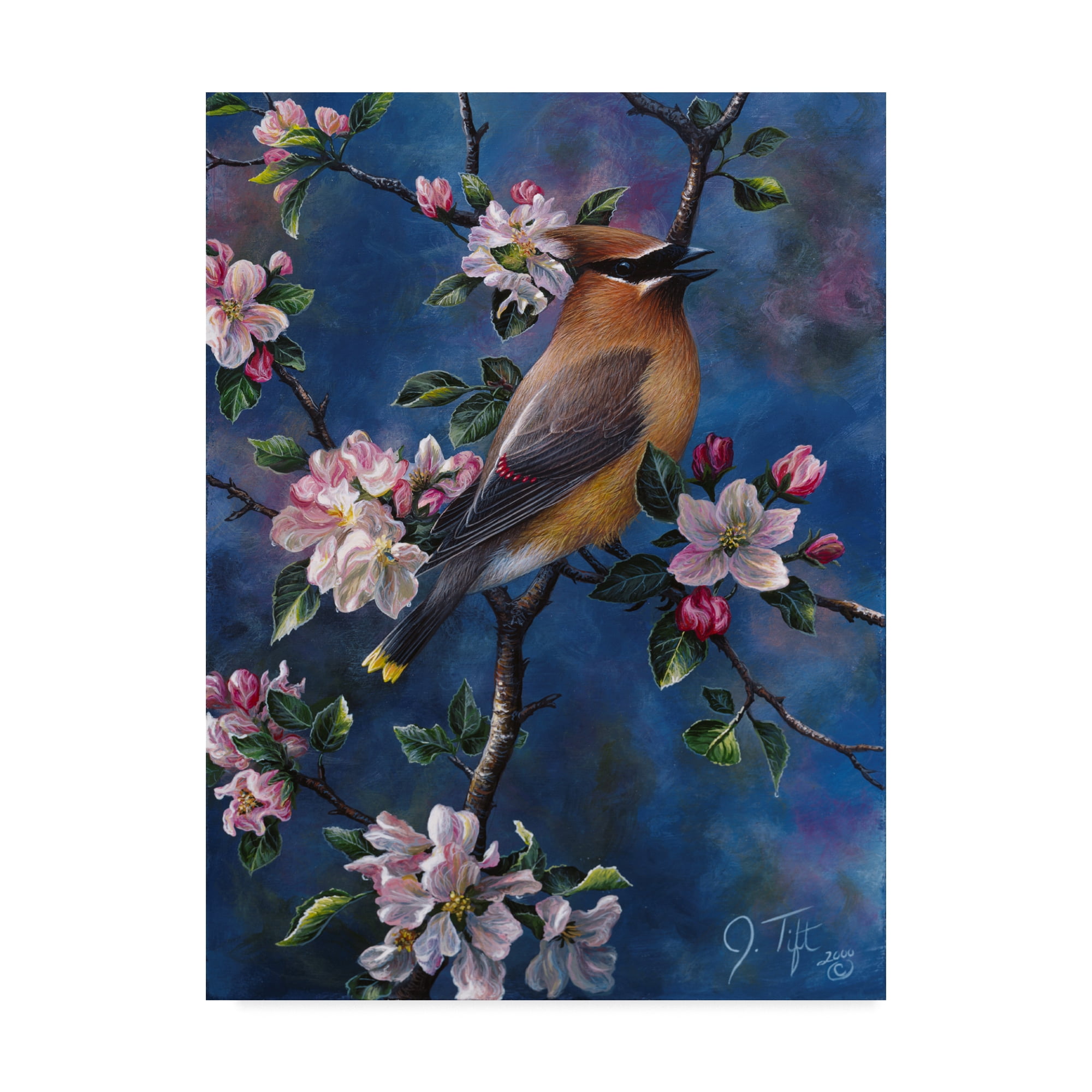 Trademark Fine Art Cedar Waxwing Canvas Art - Modern Wildlife Painting ...