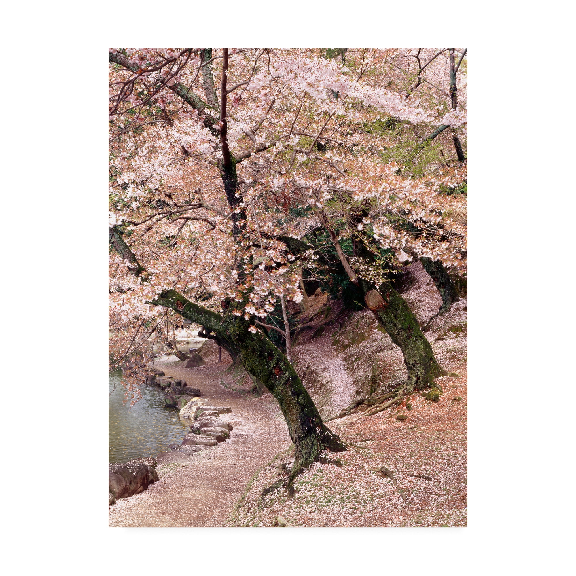 Trademark Fine Art 'Cherry Blossom Lane' Canvas Art by Monte Nagler ...