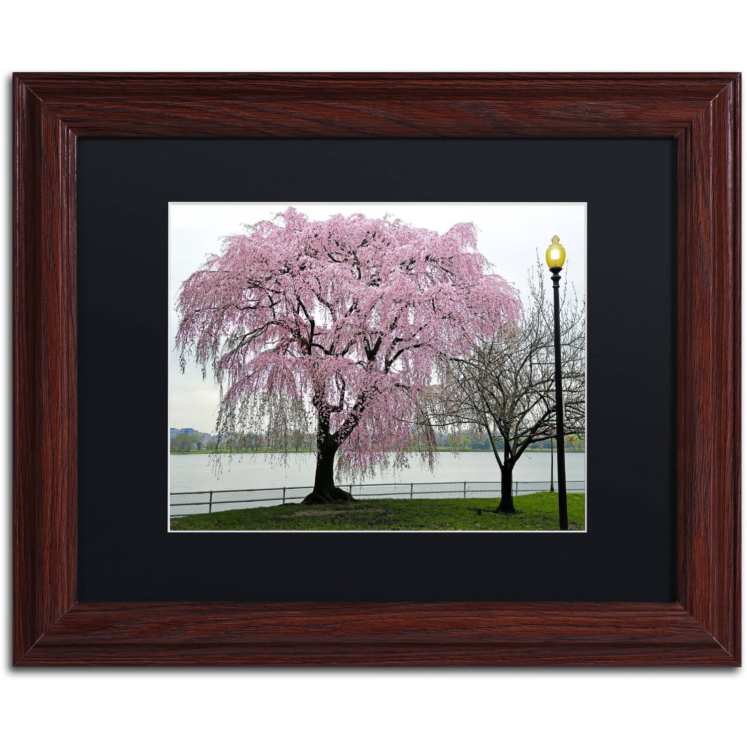 Trademark Fine Art "Cherry Tree" Canvas Art by CATeyes, Black Matte ...