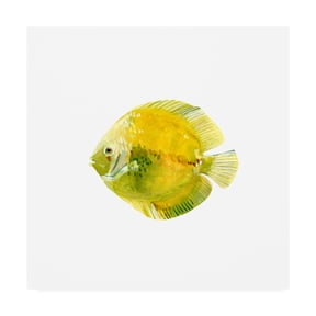 Trademark Fine Art "Tropical Fish 2" Canvas Art by Kurt Shaffer ...