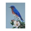 Trademark Fine Art 'Eastern Bluebird Duo' Canvas Art by Carol J Rupp ...