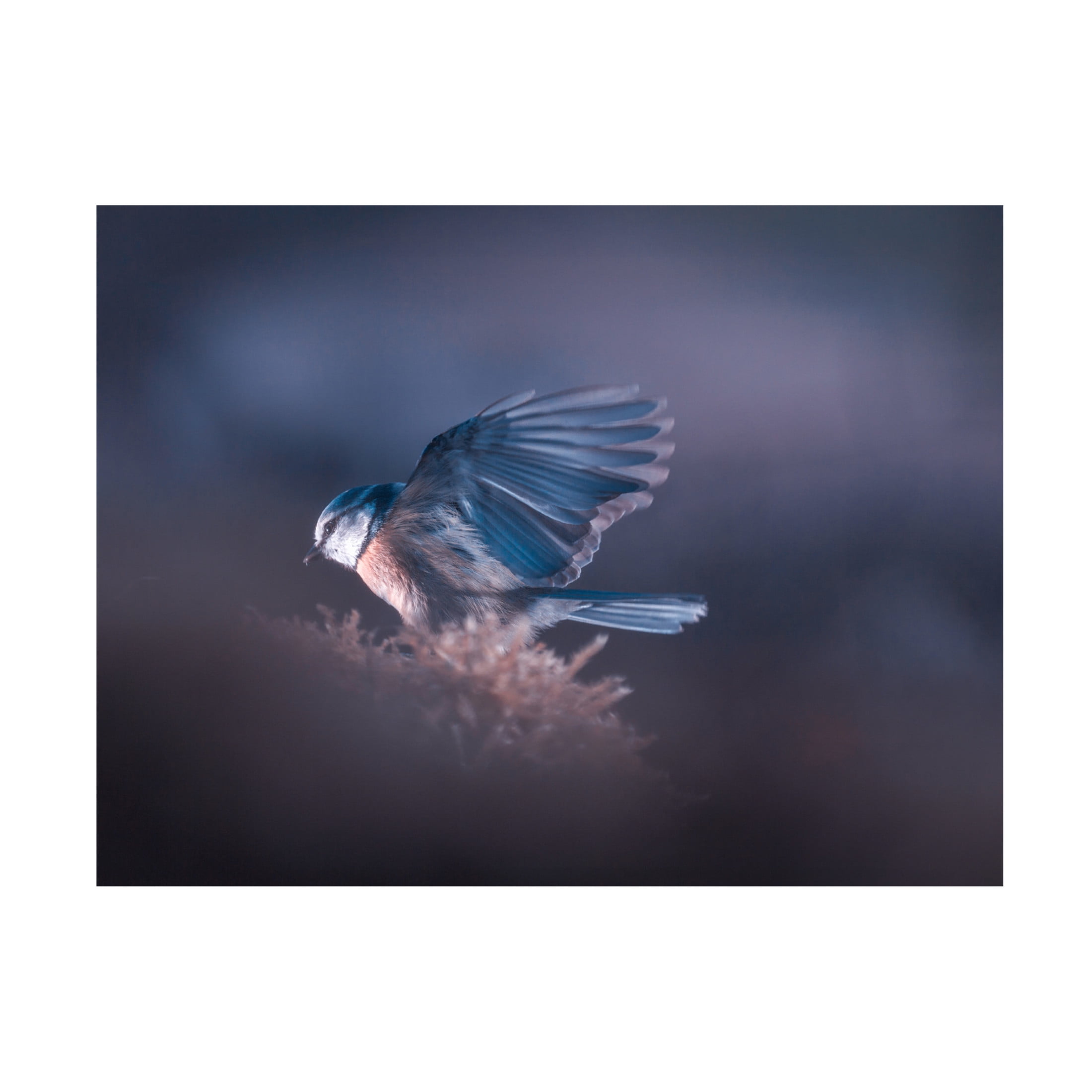 Trademark Fine Art Fabien BRAVIN A Bird World Viii Canvas Wall Art ...