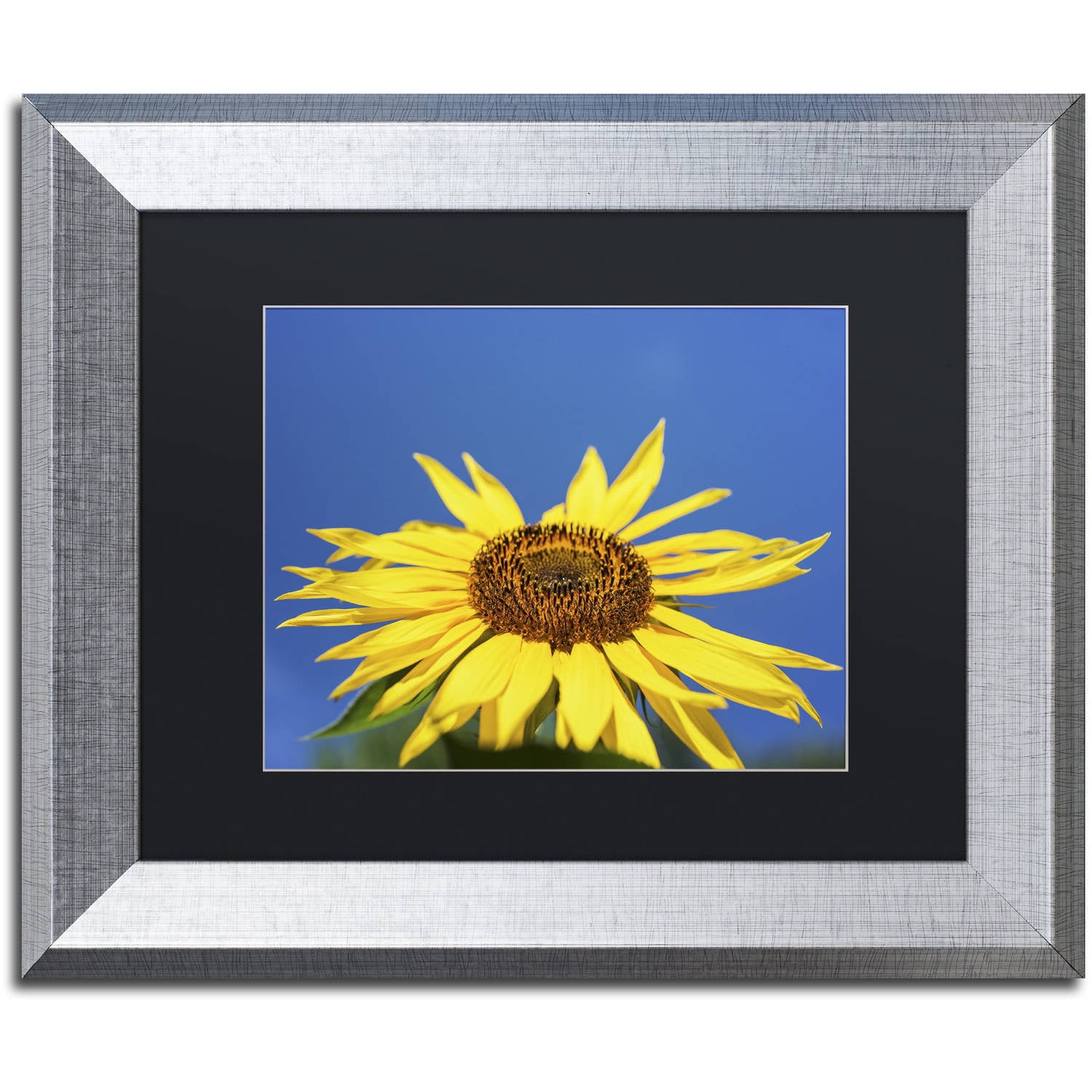 Trademark Fine Art "Facing the Sun II" Canvas Art by Kurt Shaffer ...