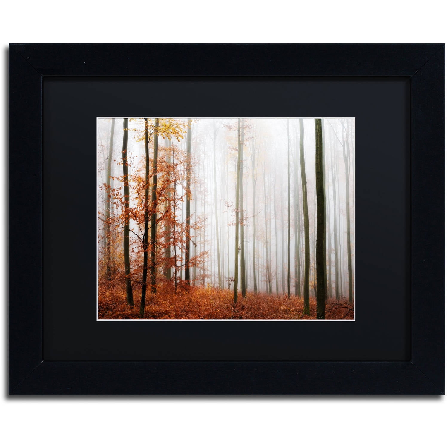 Trademark Fine Art "Forest Corner" Canvas Art by Philippe Sainte-Laudy ...