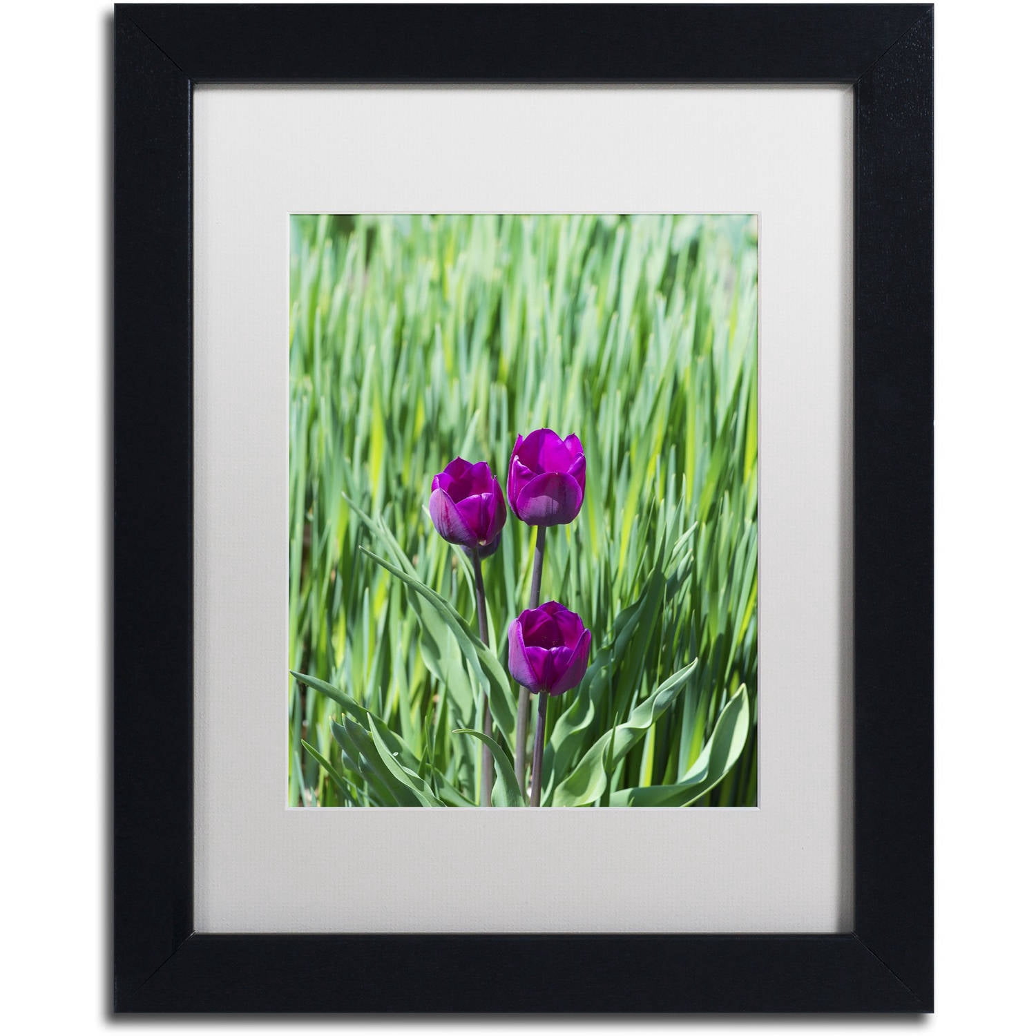 Trademark Fine Art "Healing Tulips" Canvas Art by Kurt Shaffer, White ...