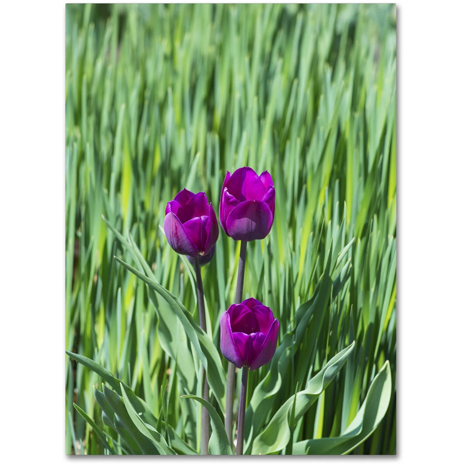Trademark Fine Art "Healing Tulips" Canvas Art by Kurt Shaffer ...