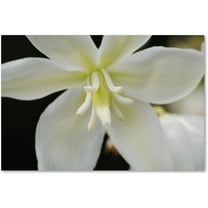 Trademark Fine Art 'Days Like These' Canvas Art by Janelle Nichol ...