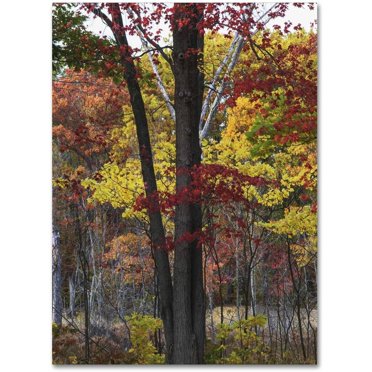 Trademark Fine Art "Autumn Branches" Canvas Art by Kurt Shaffer ...