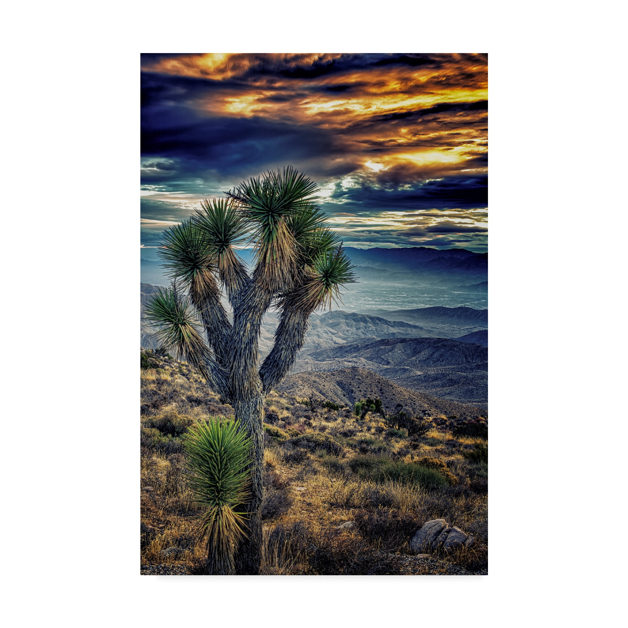 Trademark Fine Art 'Joshua Tree Sunset I' Canvas Art by Janice Sullivan ...