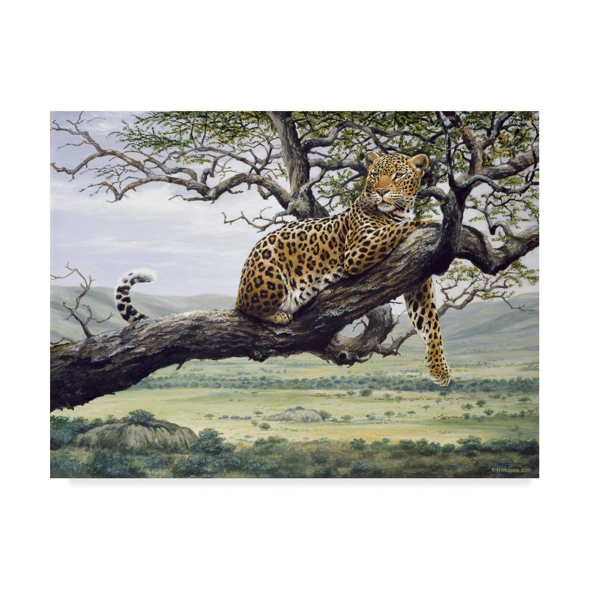 Trademark Fine Art 'Leopard In Tree' Canvas Art by Harro Maass ...