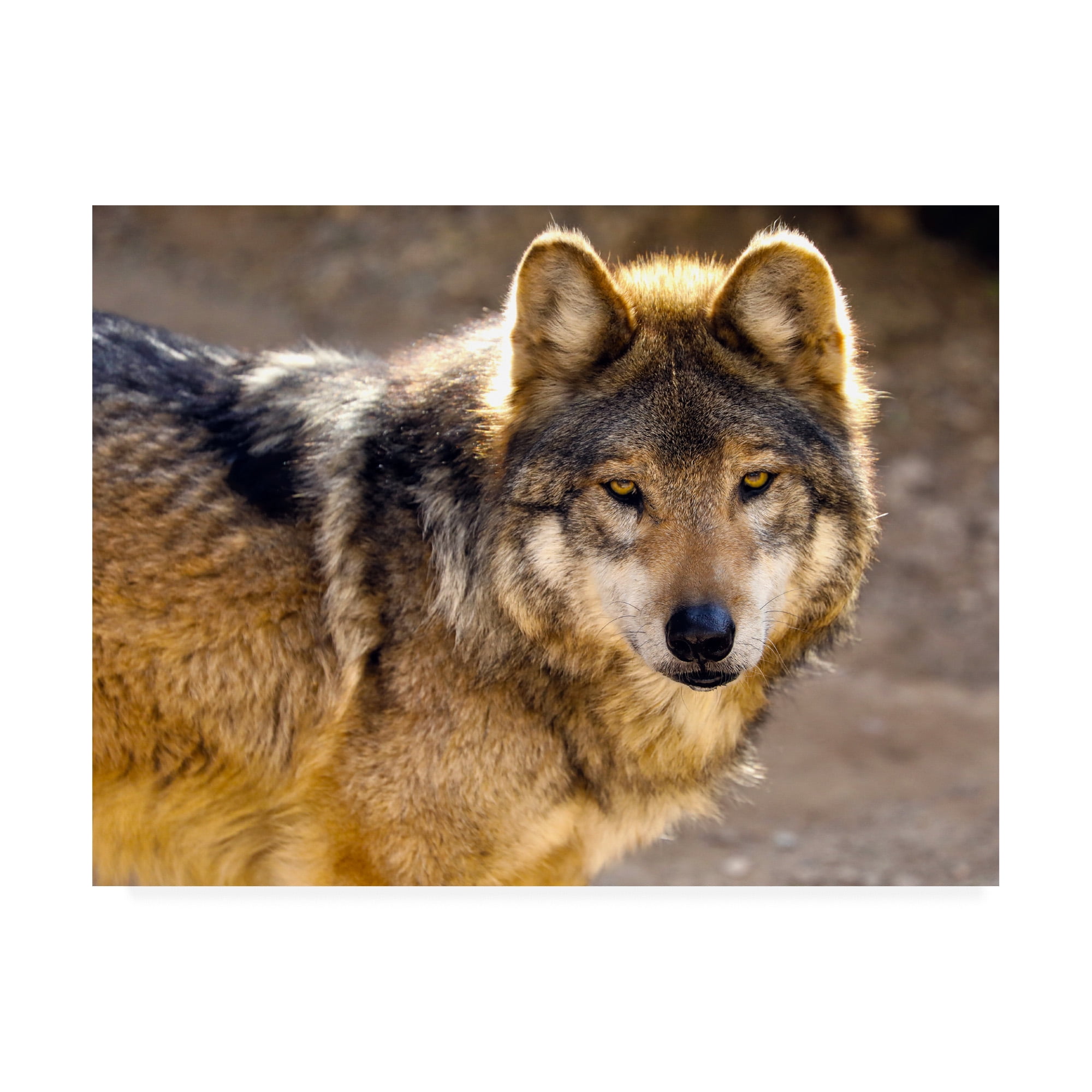 Trademark Fine Art 'Lobo Wolf' Canvas Art by Mitch Catanzaro - Walmart.com