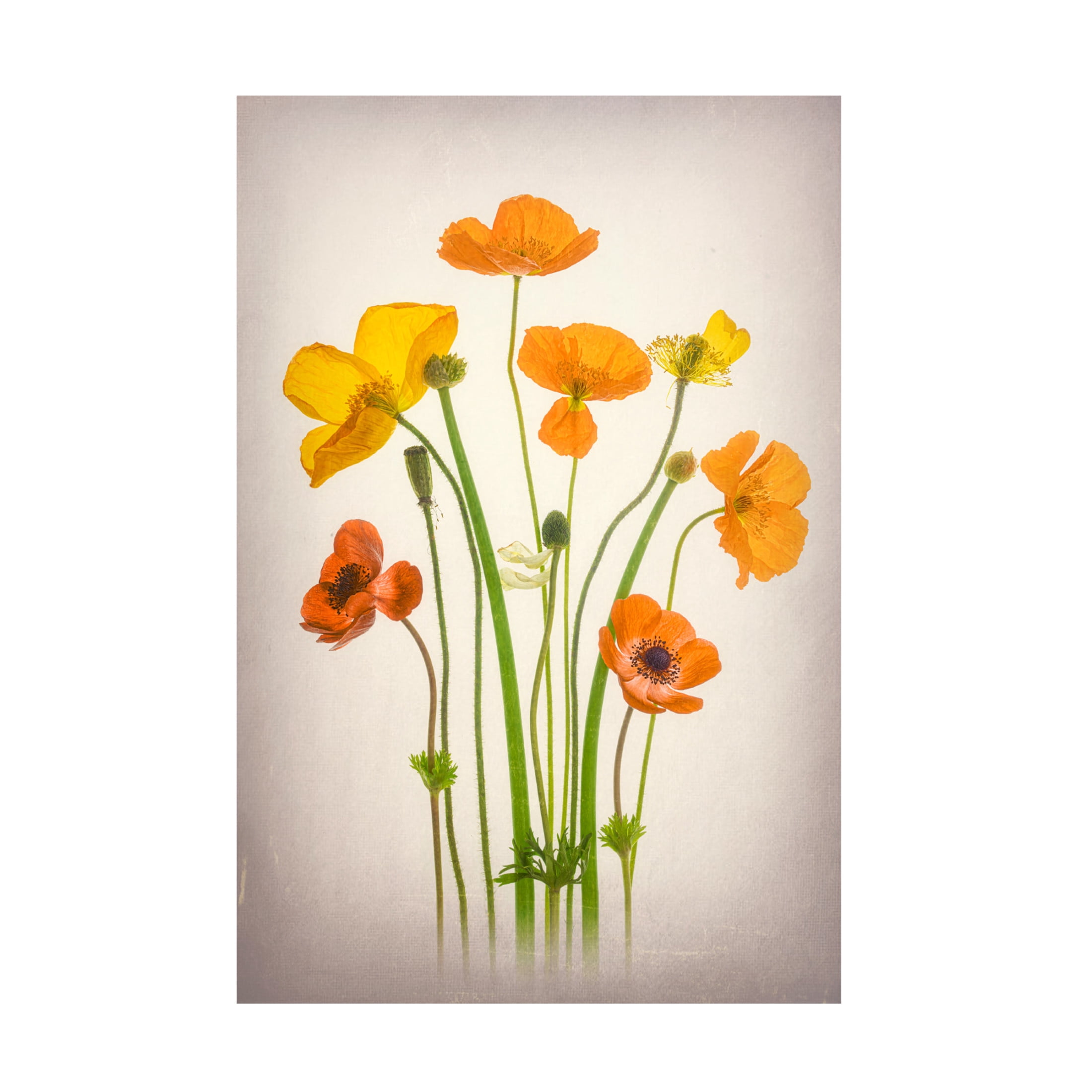 Trademark Fine Art Lydia Jacobs Delightful Poppies Canvas Wall Art ...