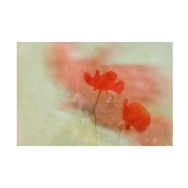 Trademark Fine Art 'Poppy Composition I' Canvas Art by Natasha Chabot ...