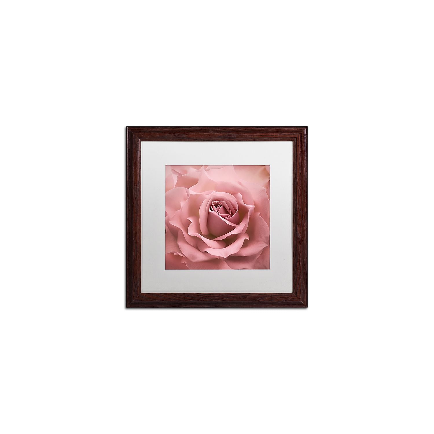 Trademark Fine Art 'Misty Rose Pink Rose' Canvas Art by Cora Niele ...