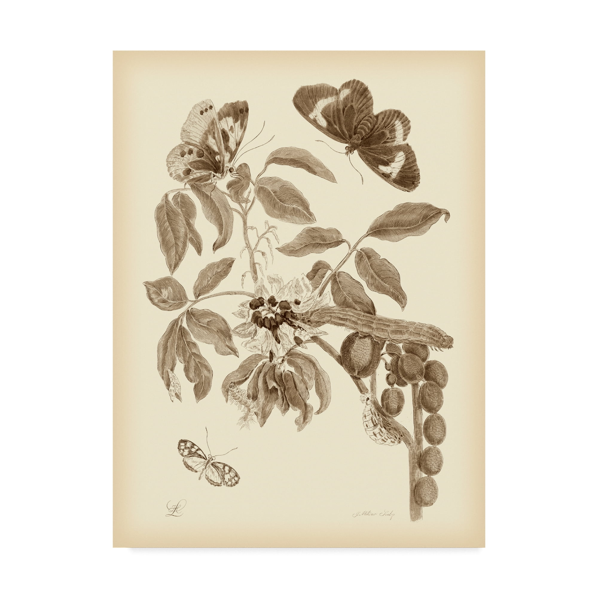 Trademark Fine Art 'Nature Study in Sepia II' Canvas Art by Maria S ...