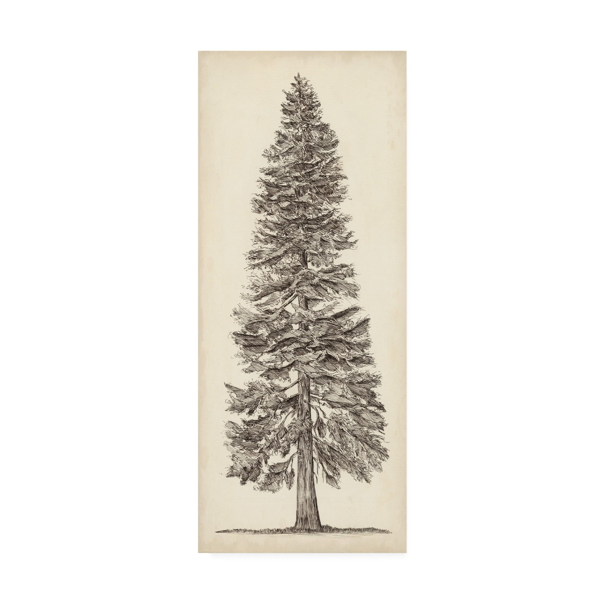 Trademark Fine Art 'Pacific Northwest Tree Sketch I' Canvas Art by ...