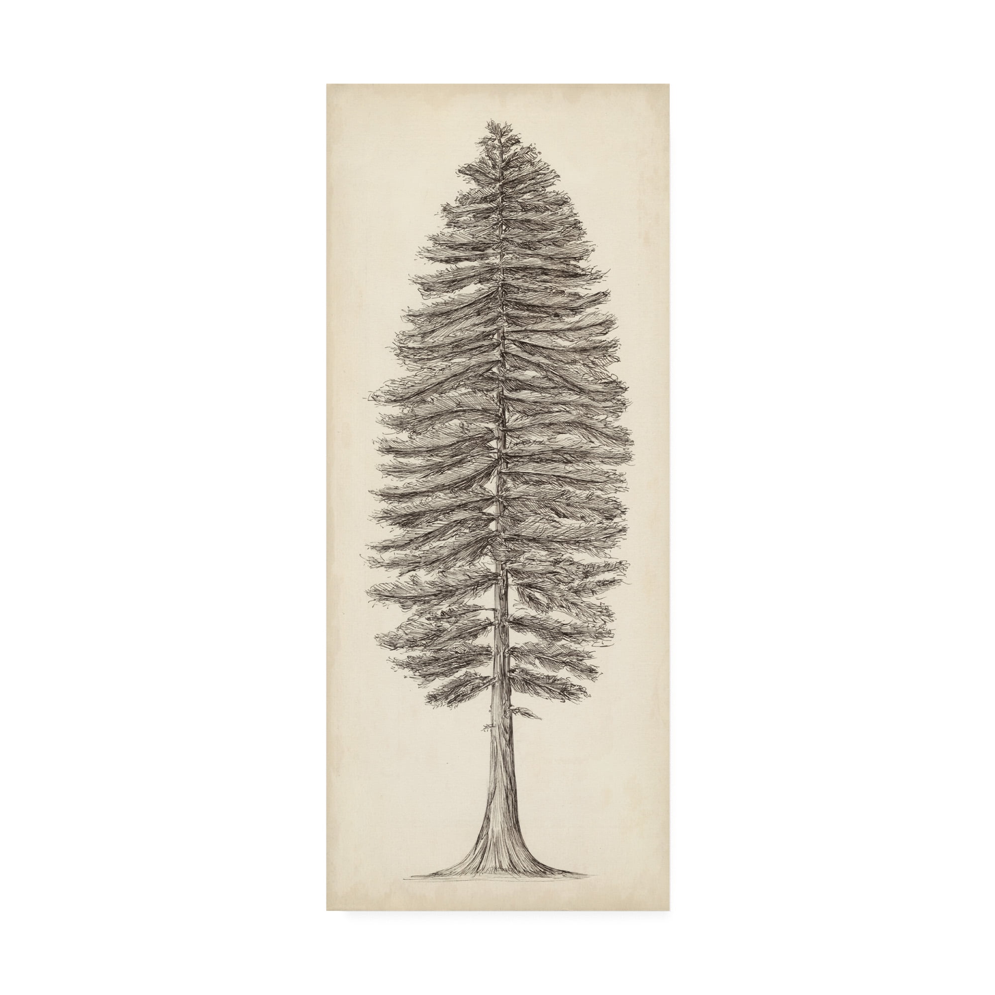 Trademark Fine Art 'Pacific Northwest Tree Sketch II' Canvas Art by ...