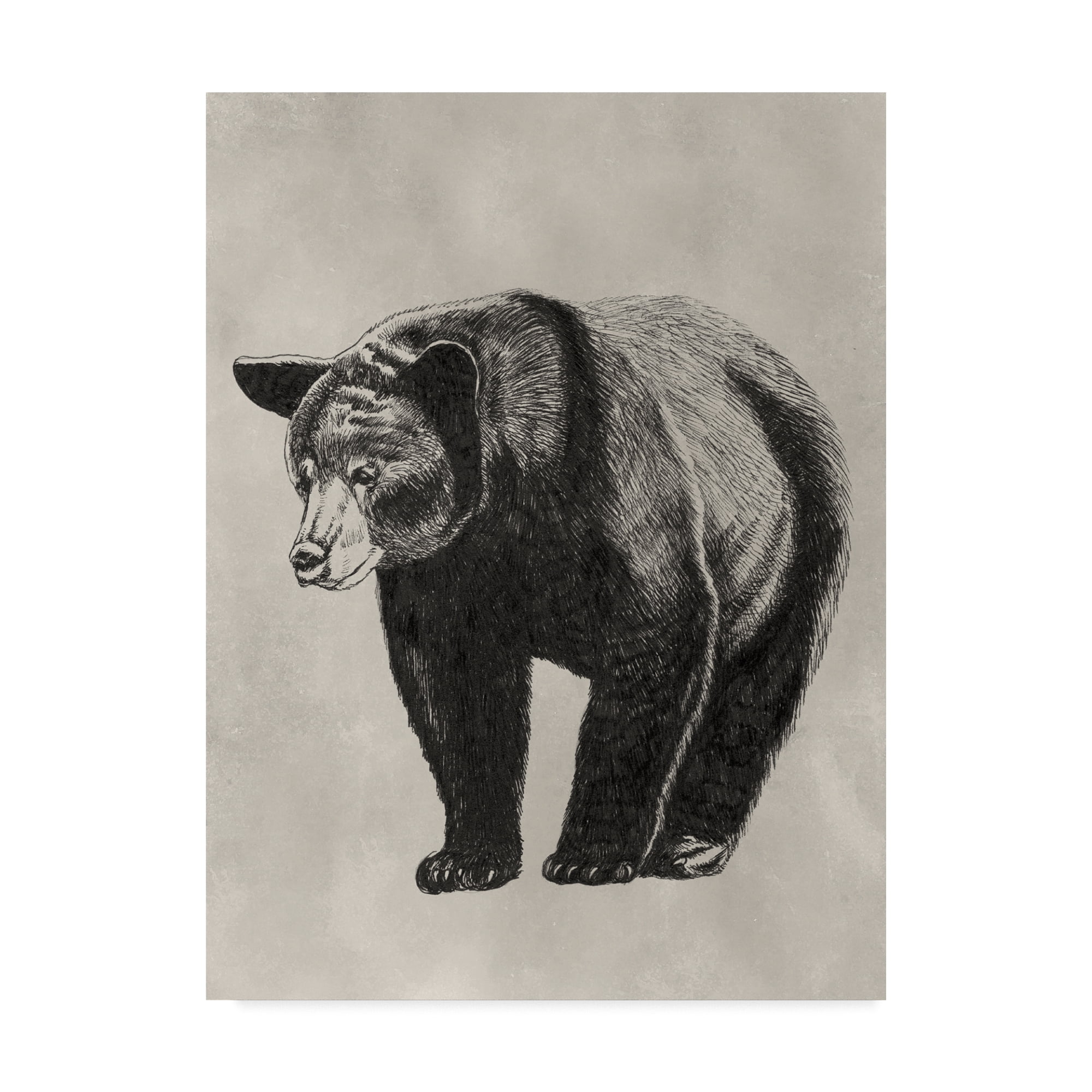Trademark Fine Art 'Pen And Ink Bear II' Canvas Art by Naomi McCavitt ...