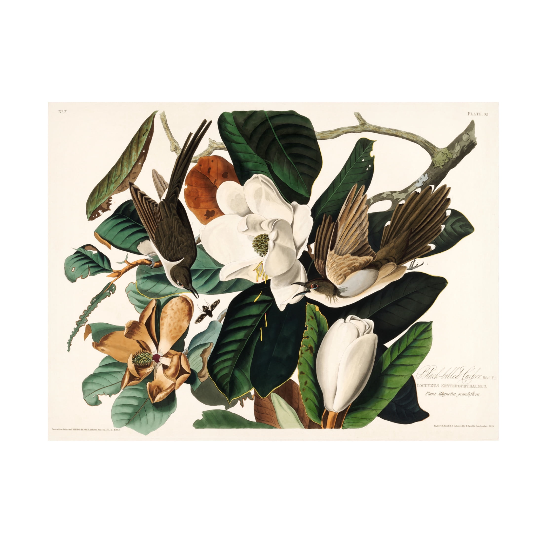 Trademark Fine Art Pictufy Black Billed Cuckoo From Birds of America ...