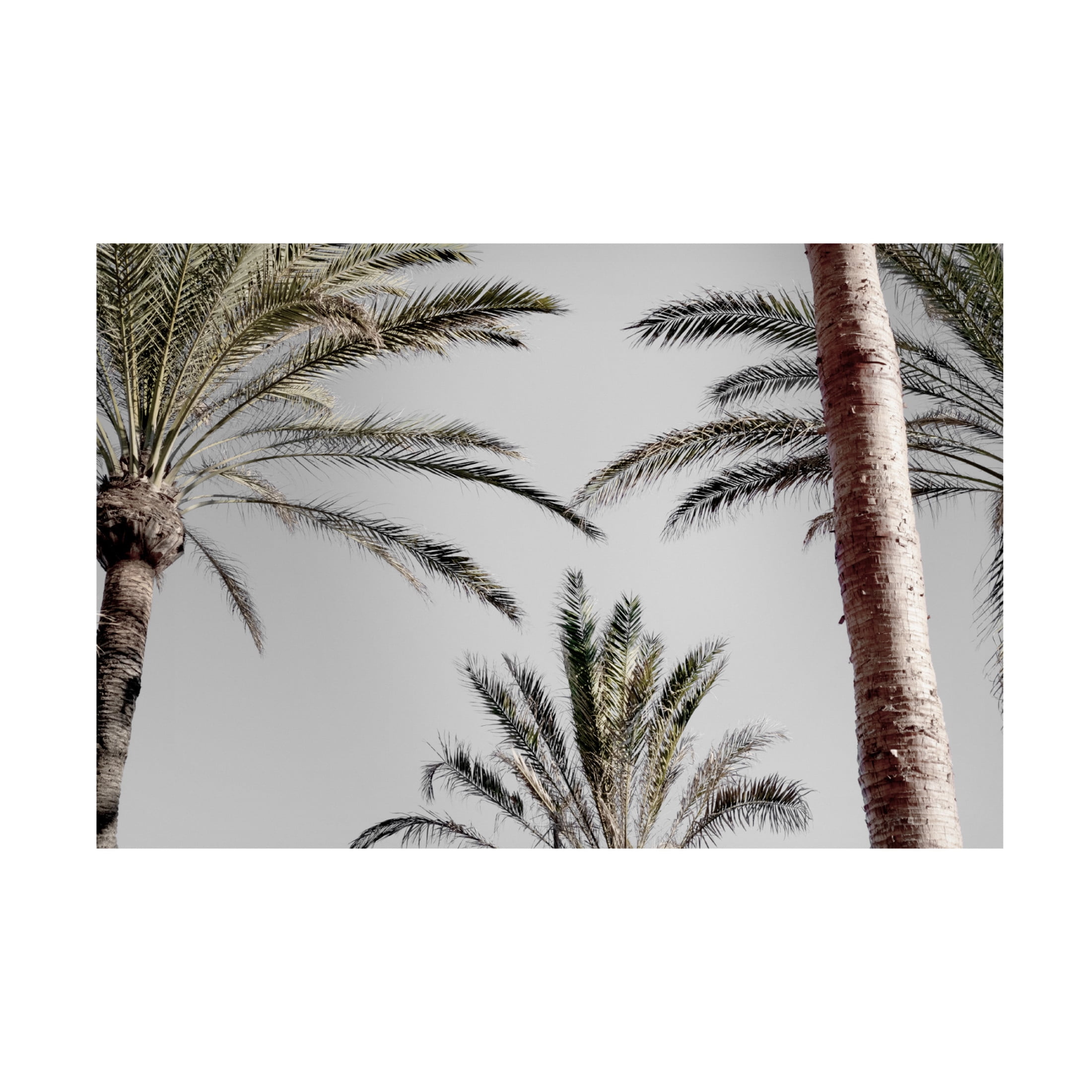 Trademark Fine Art Pictufy Studio III Palm 9 Canvas Wall Art - Walmart.com