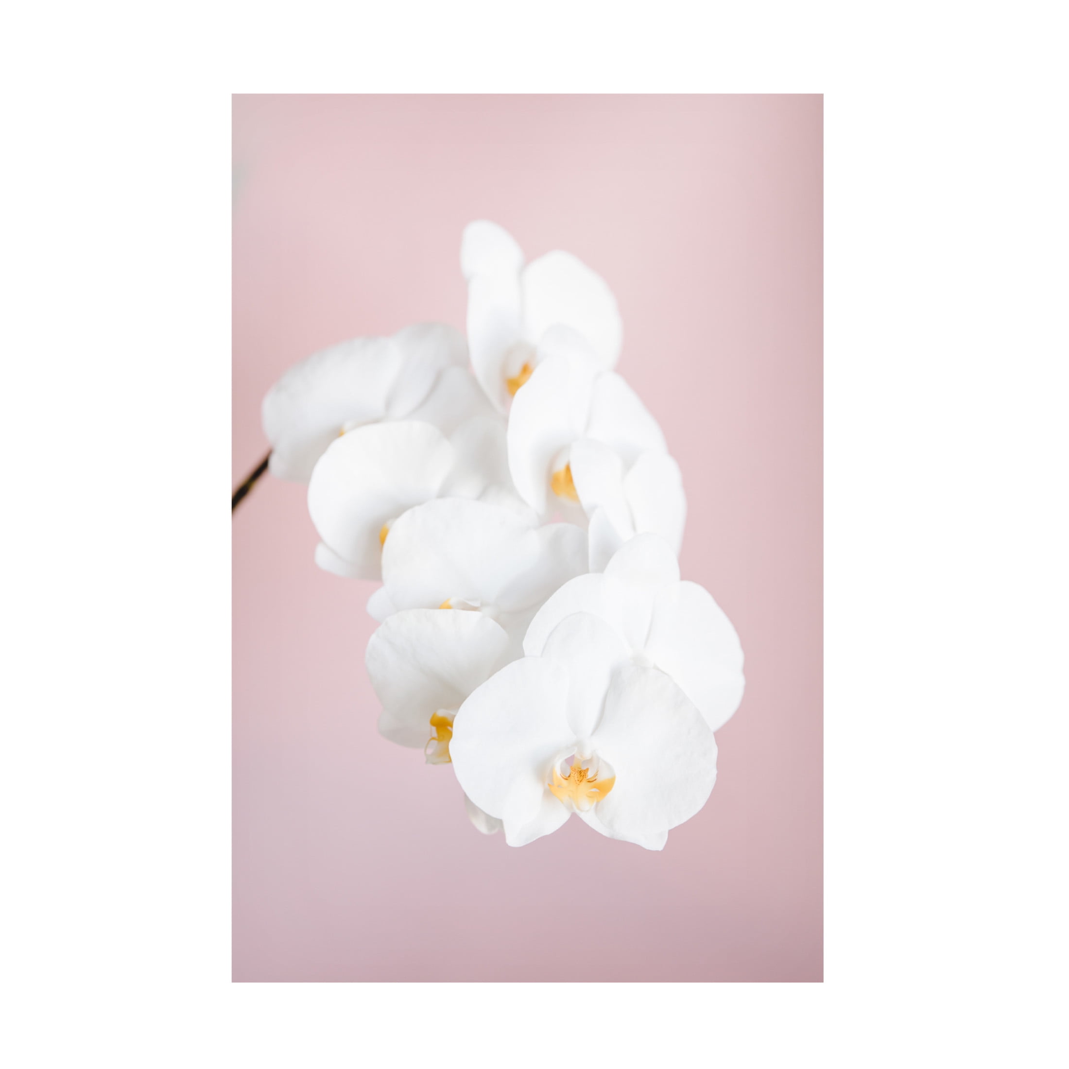 Trademark Fine Art Pictufy Studio Orchid 2 Canvas Wall Art - Walmart.com