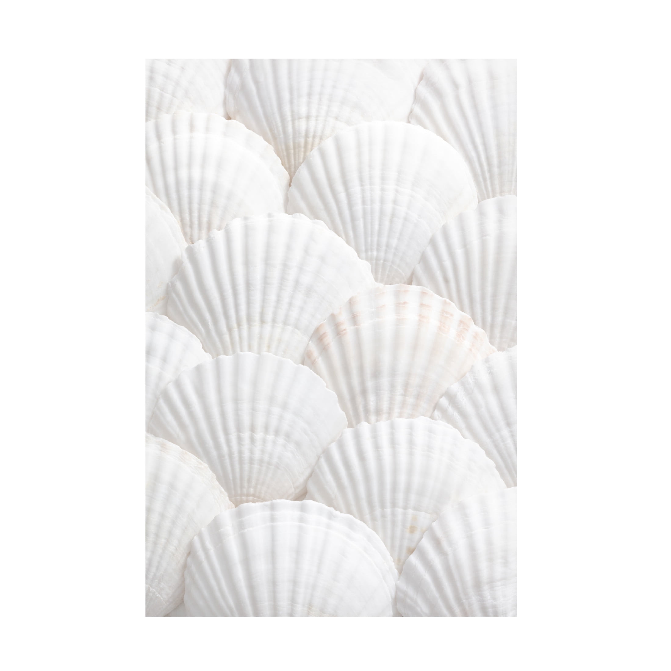 Trademark Fine Art Pictufy Studio Shells 3 Canvas Wall Art - Walmart.com