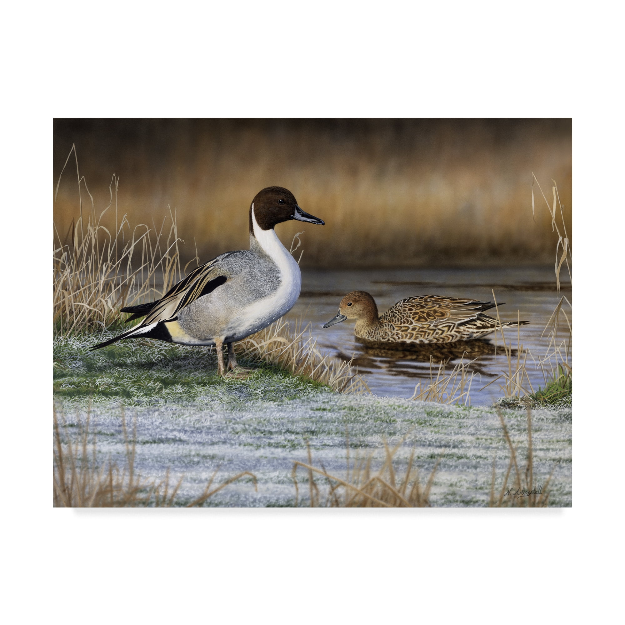 Free Shipping! Trademark Fine Art Pintail Ducks Canvas Art by Nigel ...