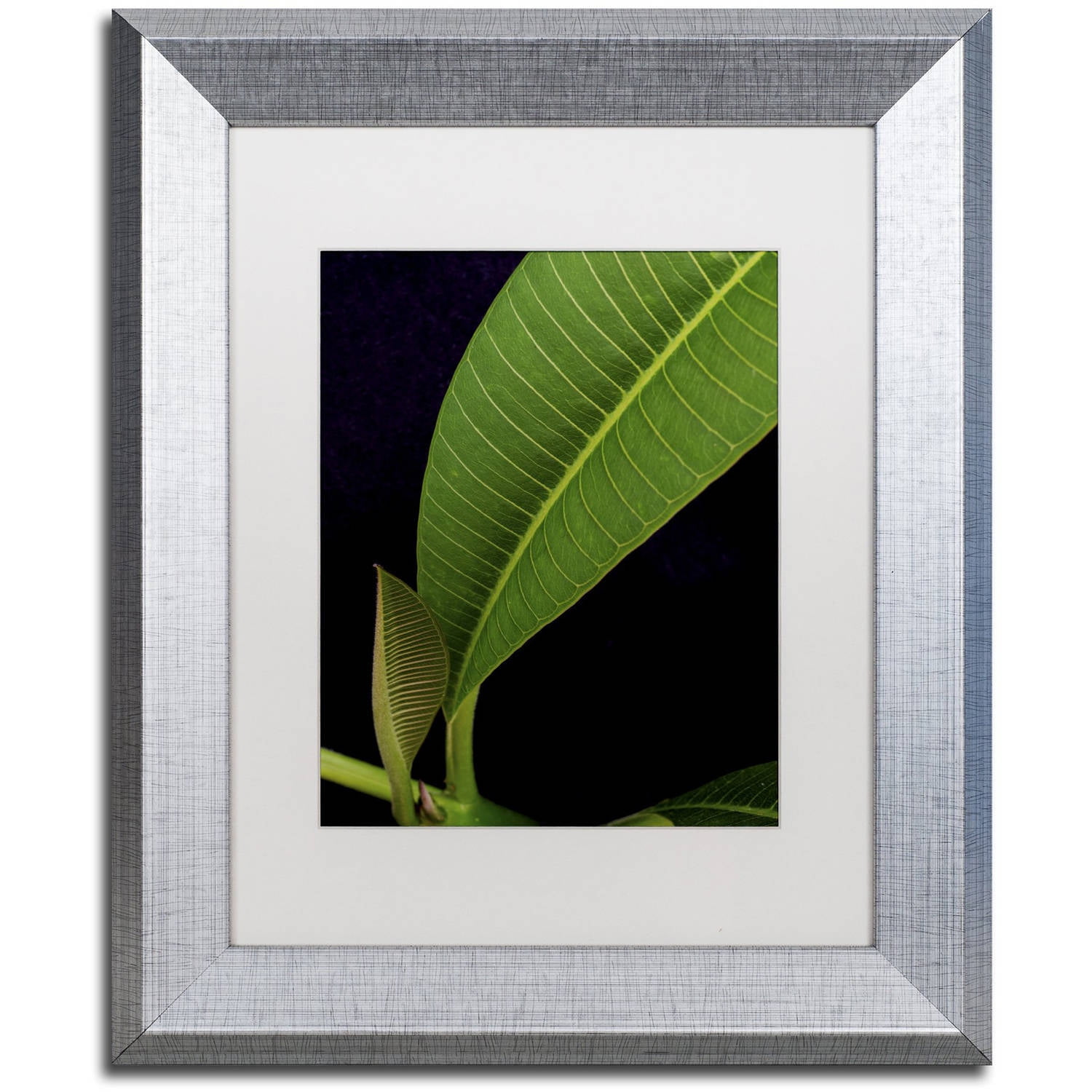 Trademark Fine Art "Plumeria Leaf Abstract" Canvas Art by Kurt Shaffer ...