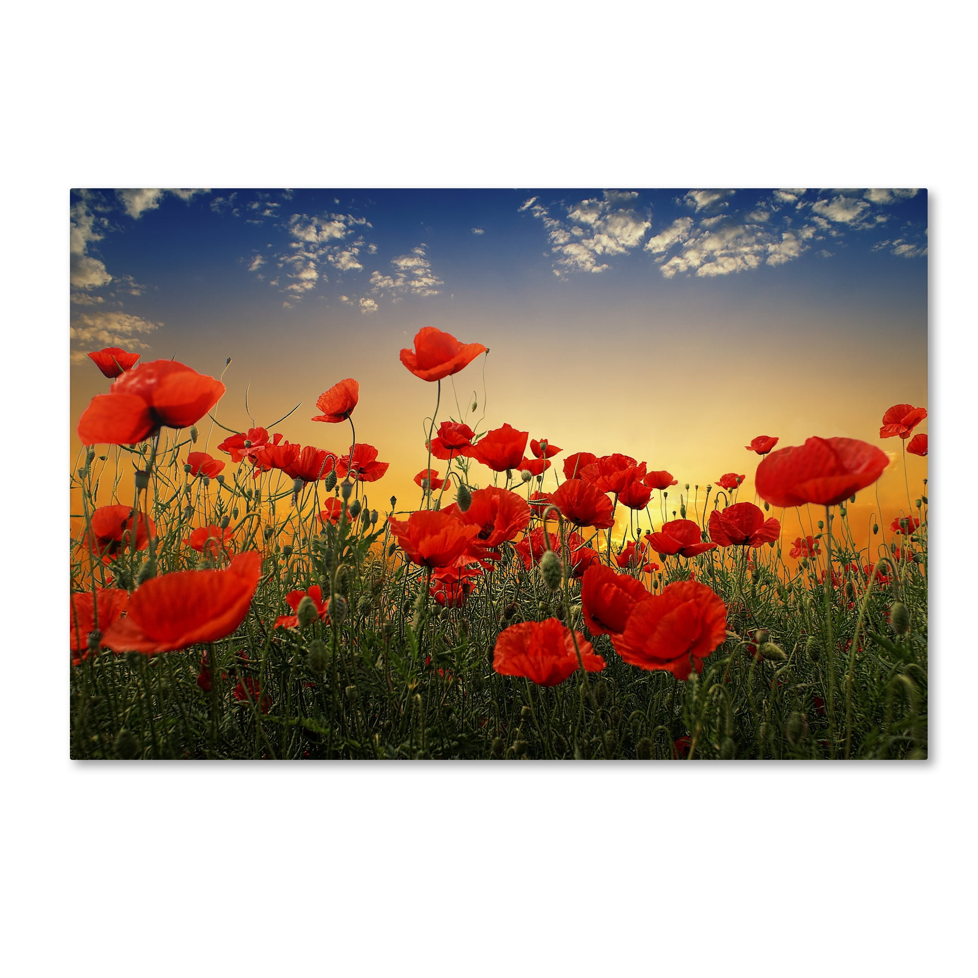 Trademark Fine Art 'Poppies' Canvas Art by Albena Markova - Walmart.com