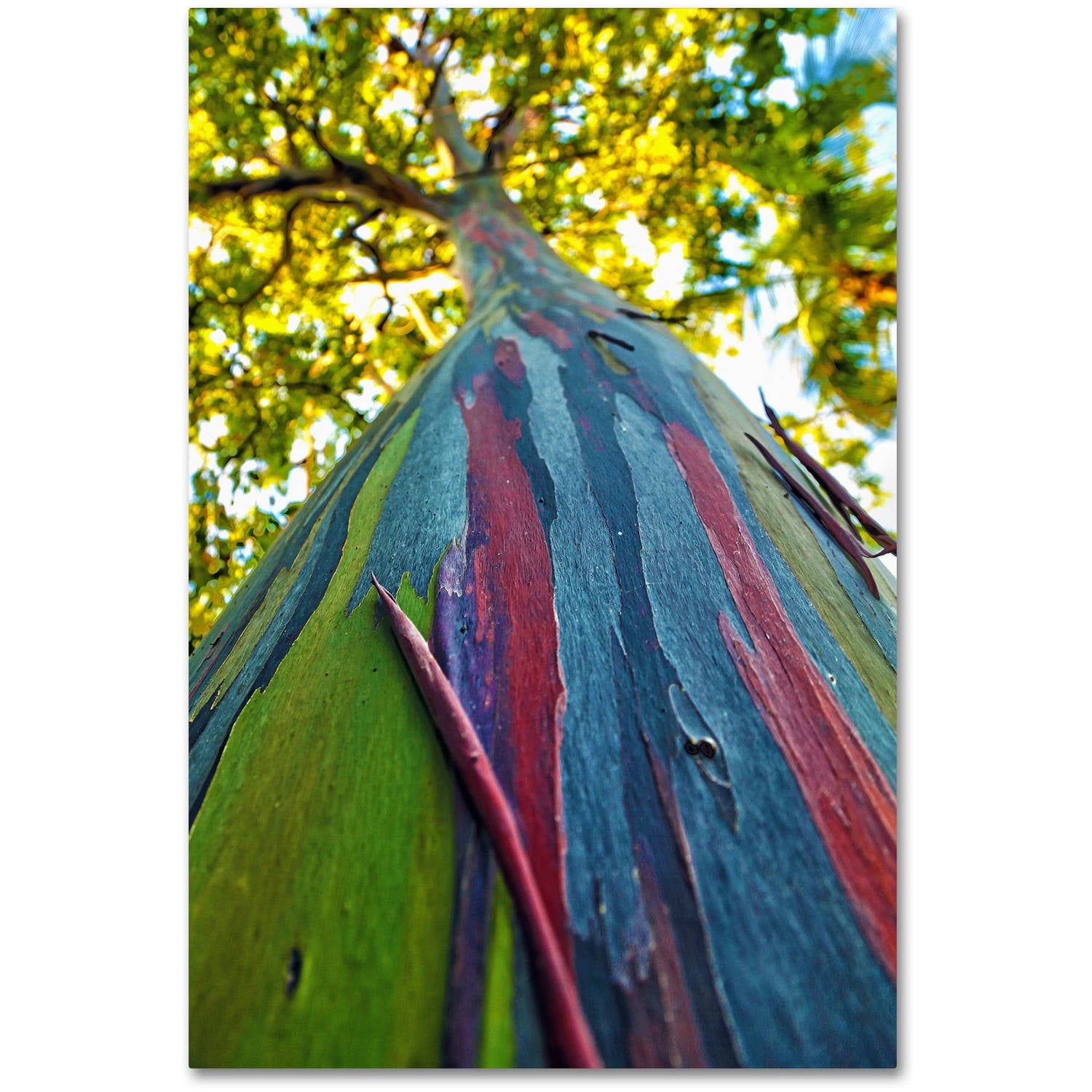 Trademark Fine Art "Rainbow Eucalyptus Tree" Canvas Art by CATeyes ...