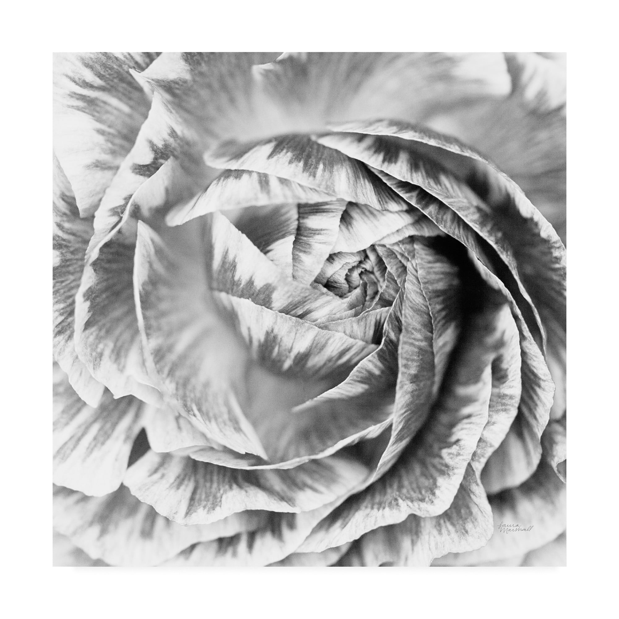 Trademark Fine Art 'Ranunculus Abstract IV BW Light' Canvas Art by ...