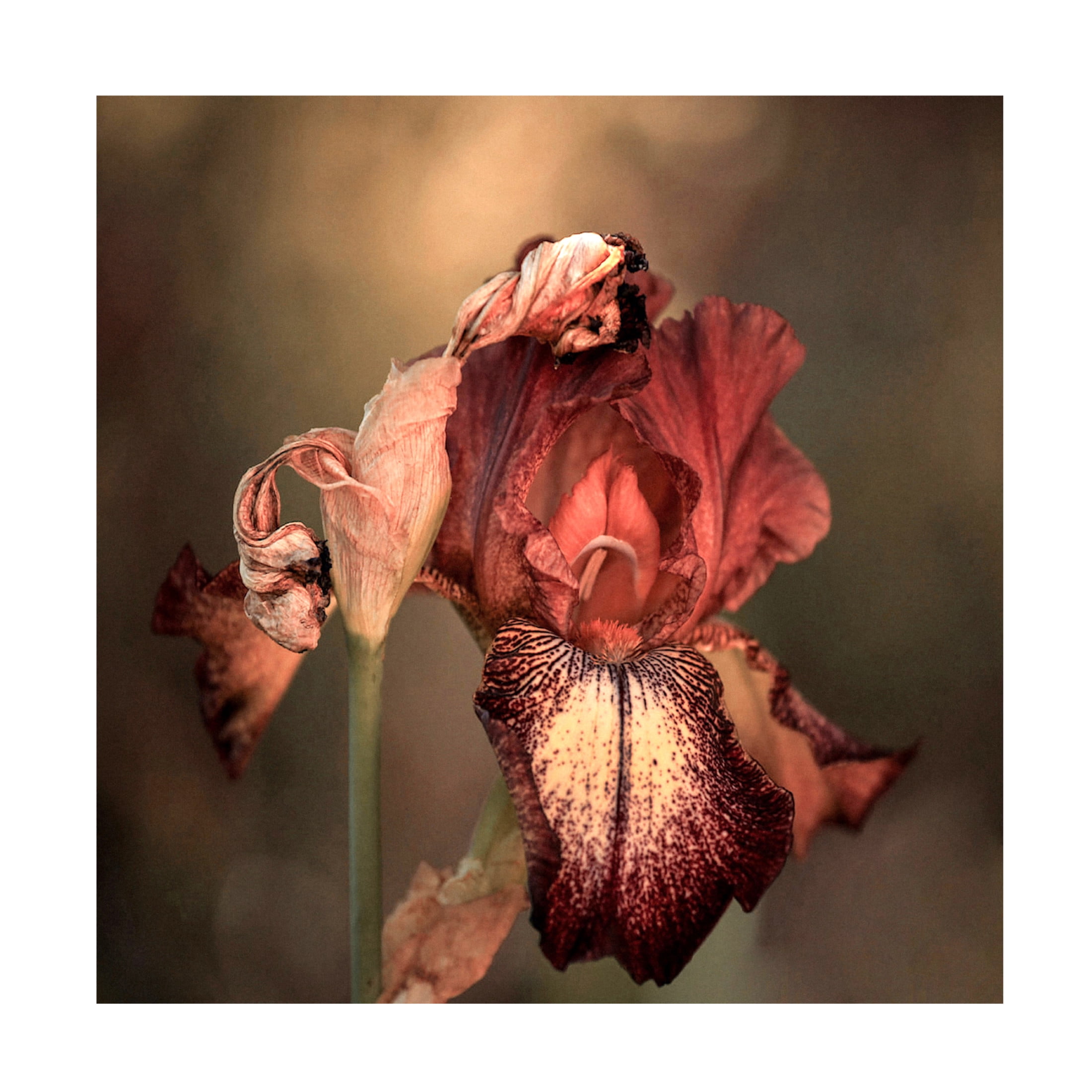 Trademark Fine Art Robin Wechsler An Iris in Spring Canvas Wall Art ...