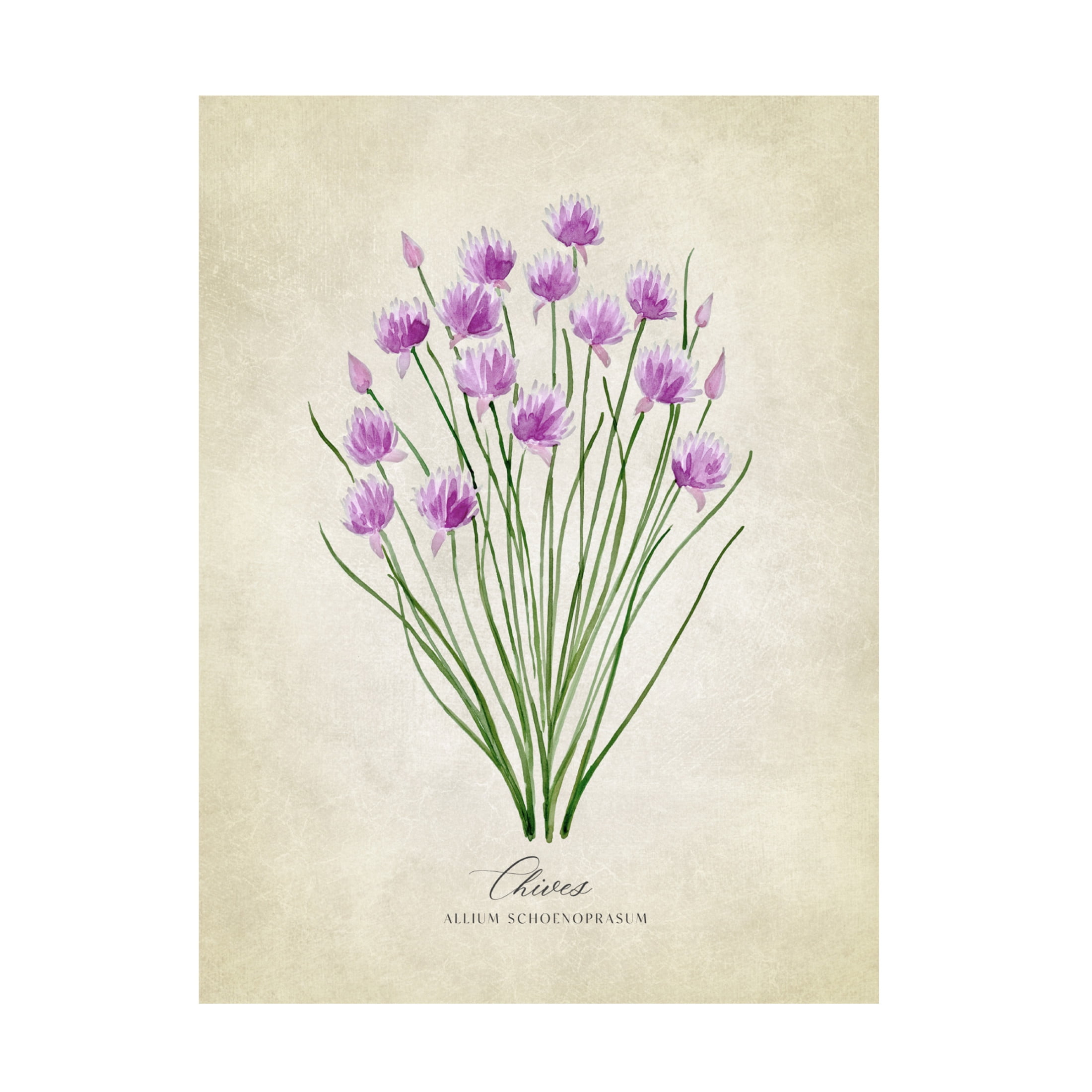 Trademark Fine Art Rosana Laiz Blursbyai Chives vintage Canvas Wall Art ...