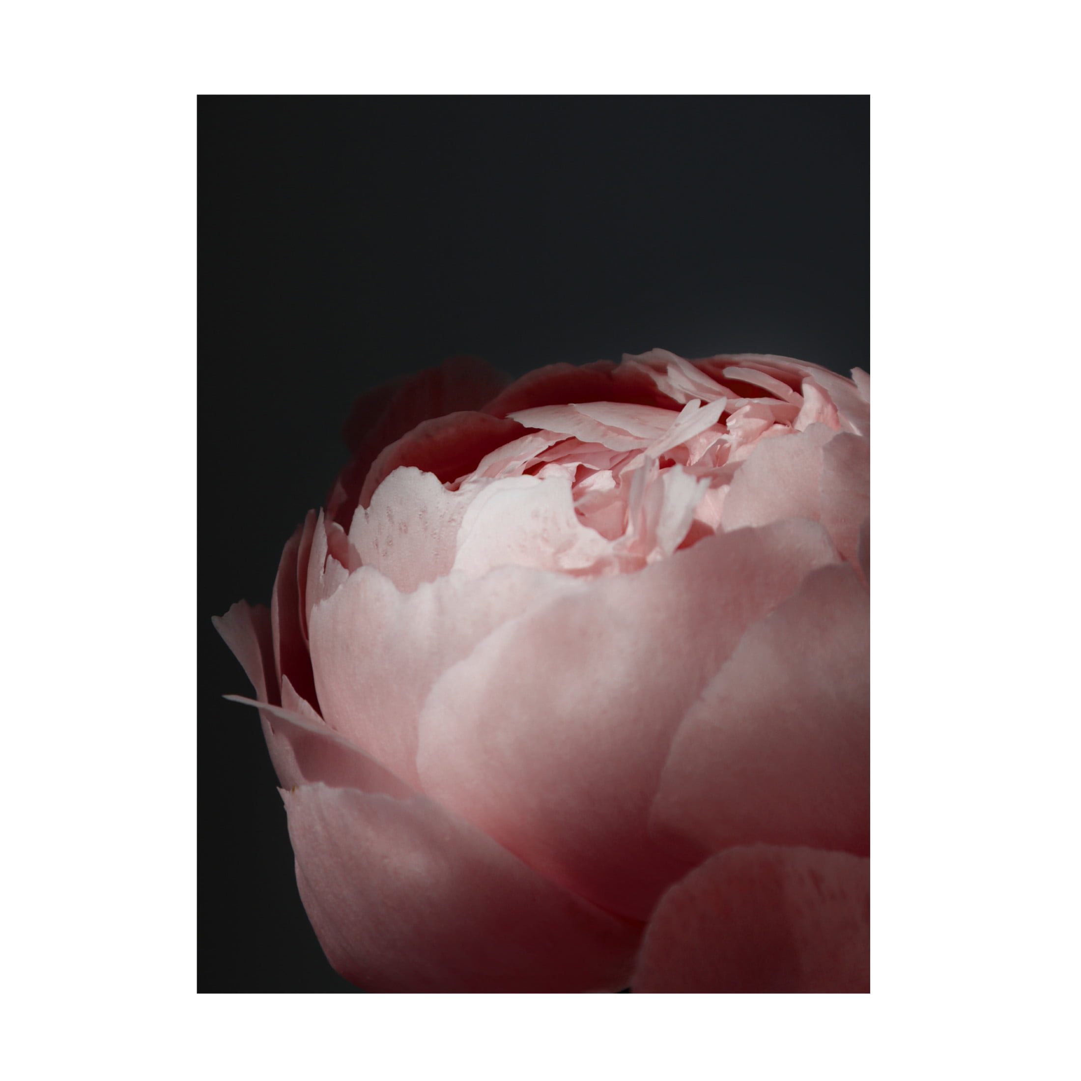 Trademark Fine Art Rosana Laiz Blursbyai Moody blush peony II Canvas ...