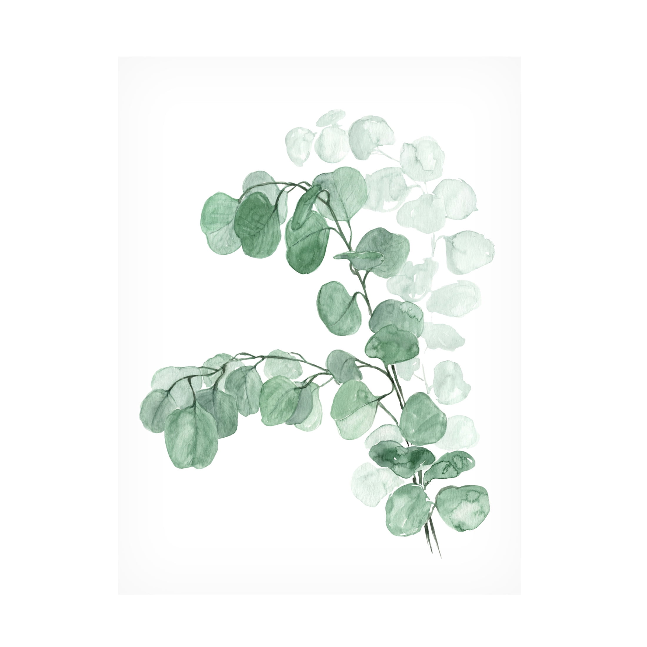 Trademark Fine Art Rosana Laiz Blursbyai Watercolor silver dollar ...