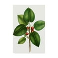 Trademark Fine Art 'Short leaved Fig Tree' Canvas Art by Thomas Nuttall - Walmart.com