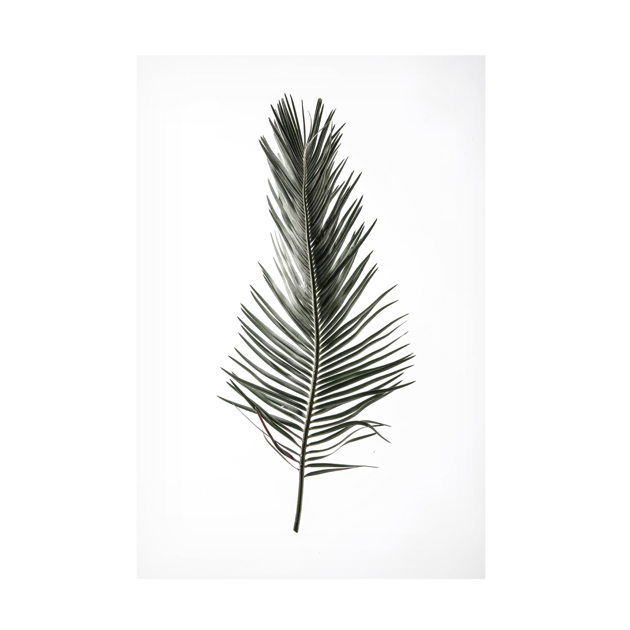 Trademark Fine Art Shot by Clint Leaf Study 03 Canvas Wall Art ...