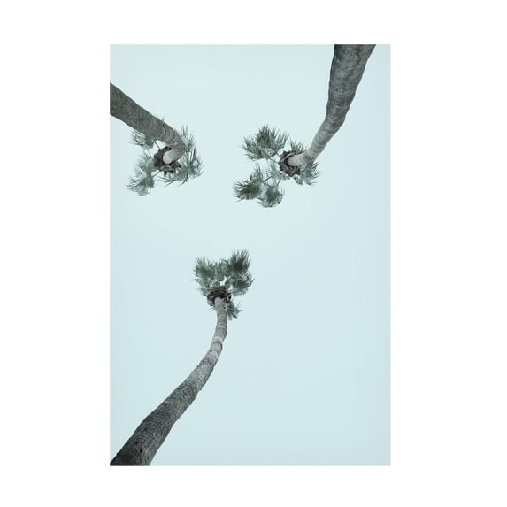 Free Shipping! Trademark Fine Art Canvas Wall Art - Birds on Tree ...