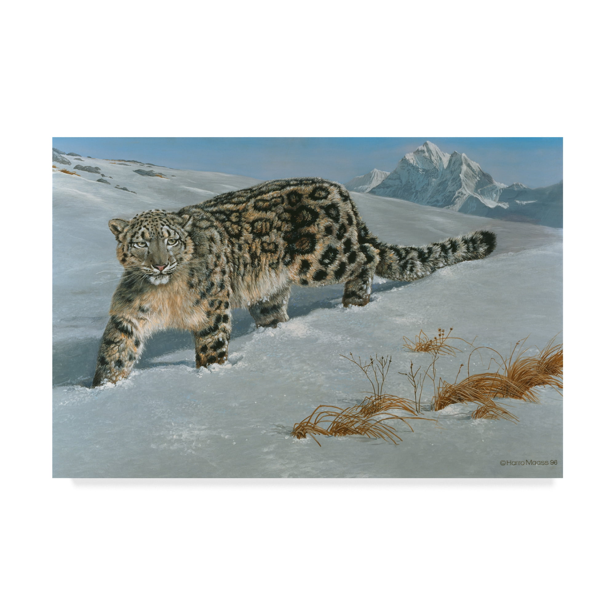Trademark Fine Art 'Snow Leopard Landscape' Canvas Art by Harro Maass ...