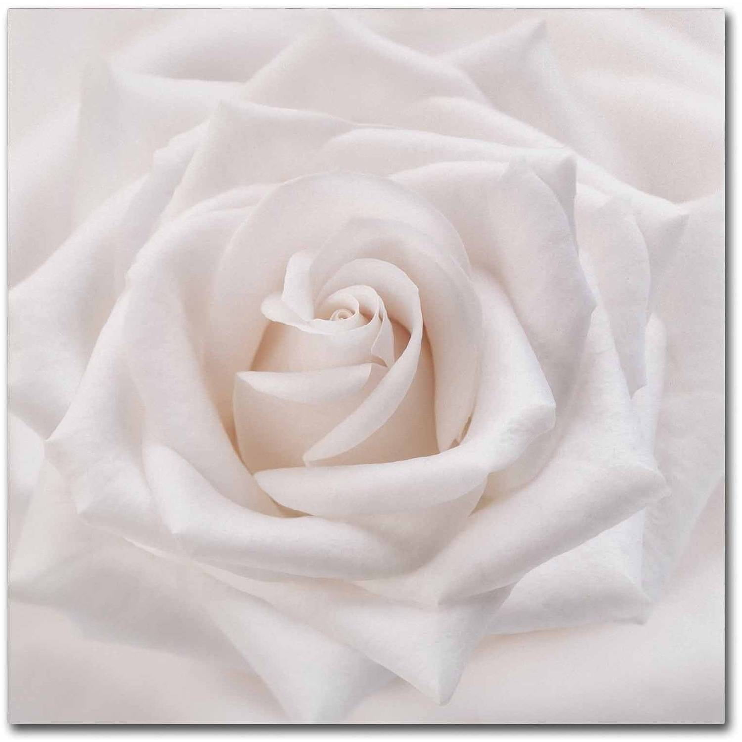 Trademark Fine Art 'Soft White Rose' Canvas Art by Cora Niele - Walmart.com
