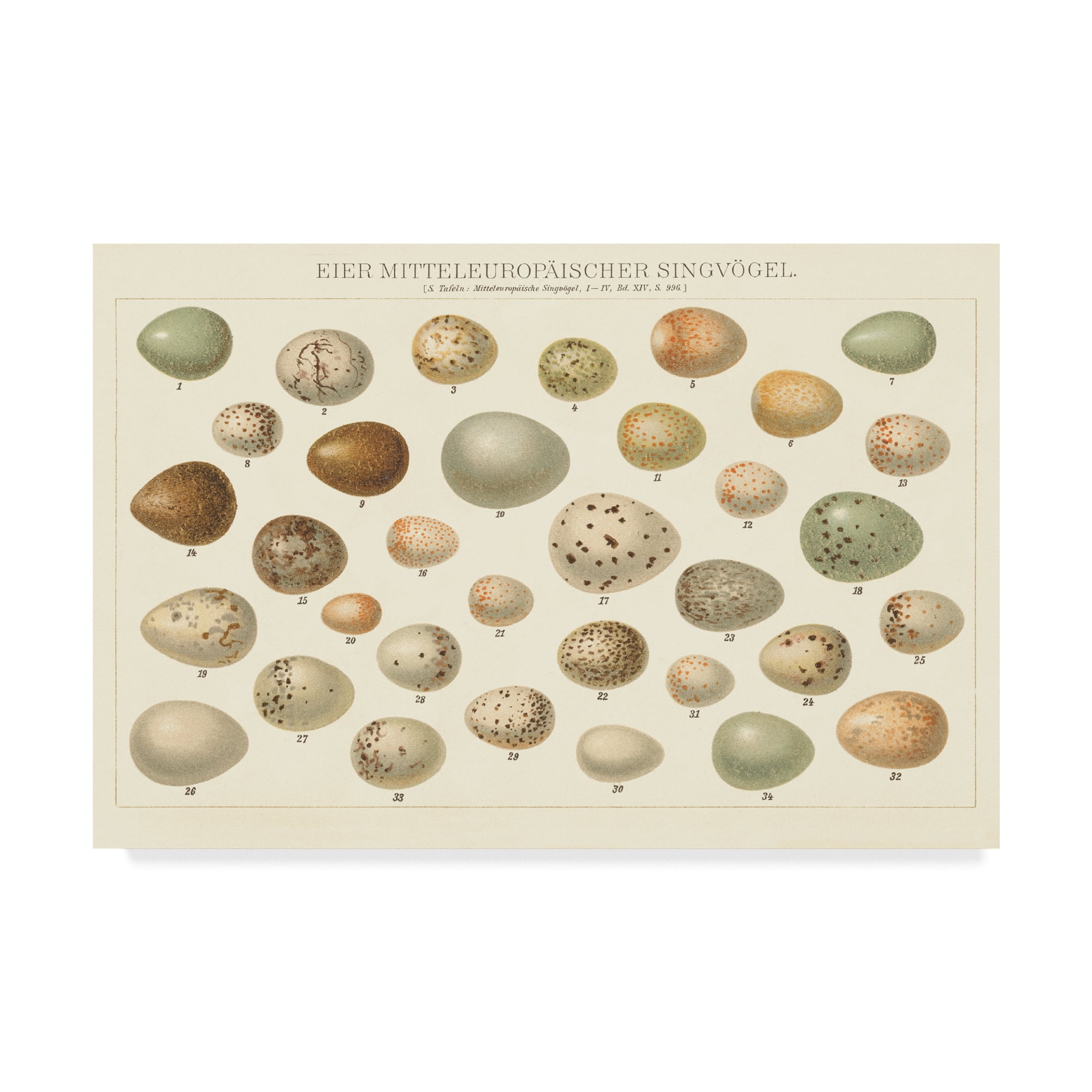 Trademark Fine Art 'Song Bird Egg Chart v2' Canvas Art by Wild Apple ...
