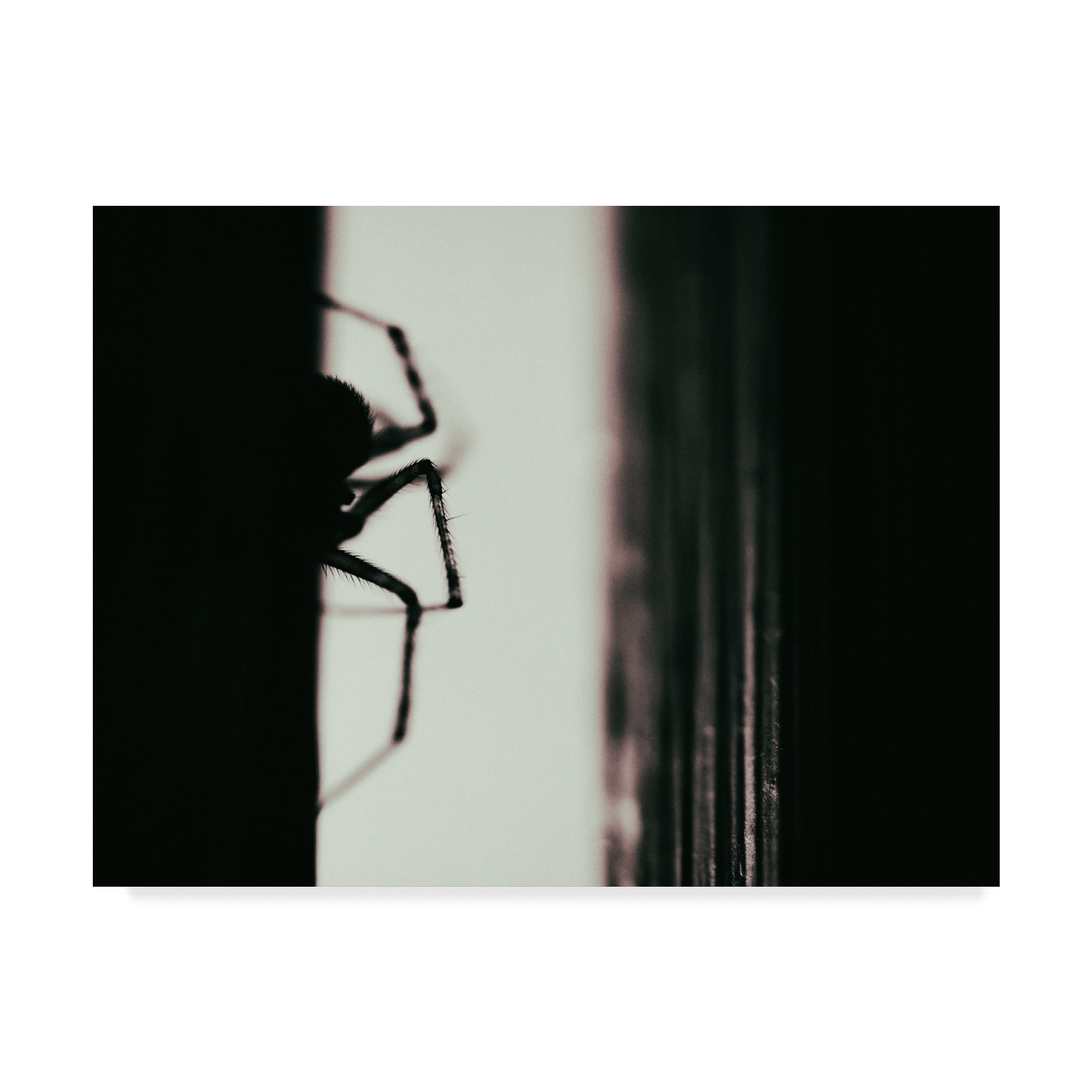 Trademark Fine Art 'Spider 3' Canvas Art by Pixie Pics - Walmart ...