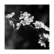 Trademark Fine Art 'A Darn Good Spring' Canvas Art by Jack Sorenson ...