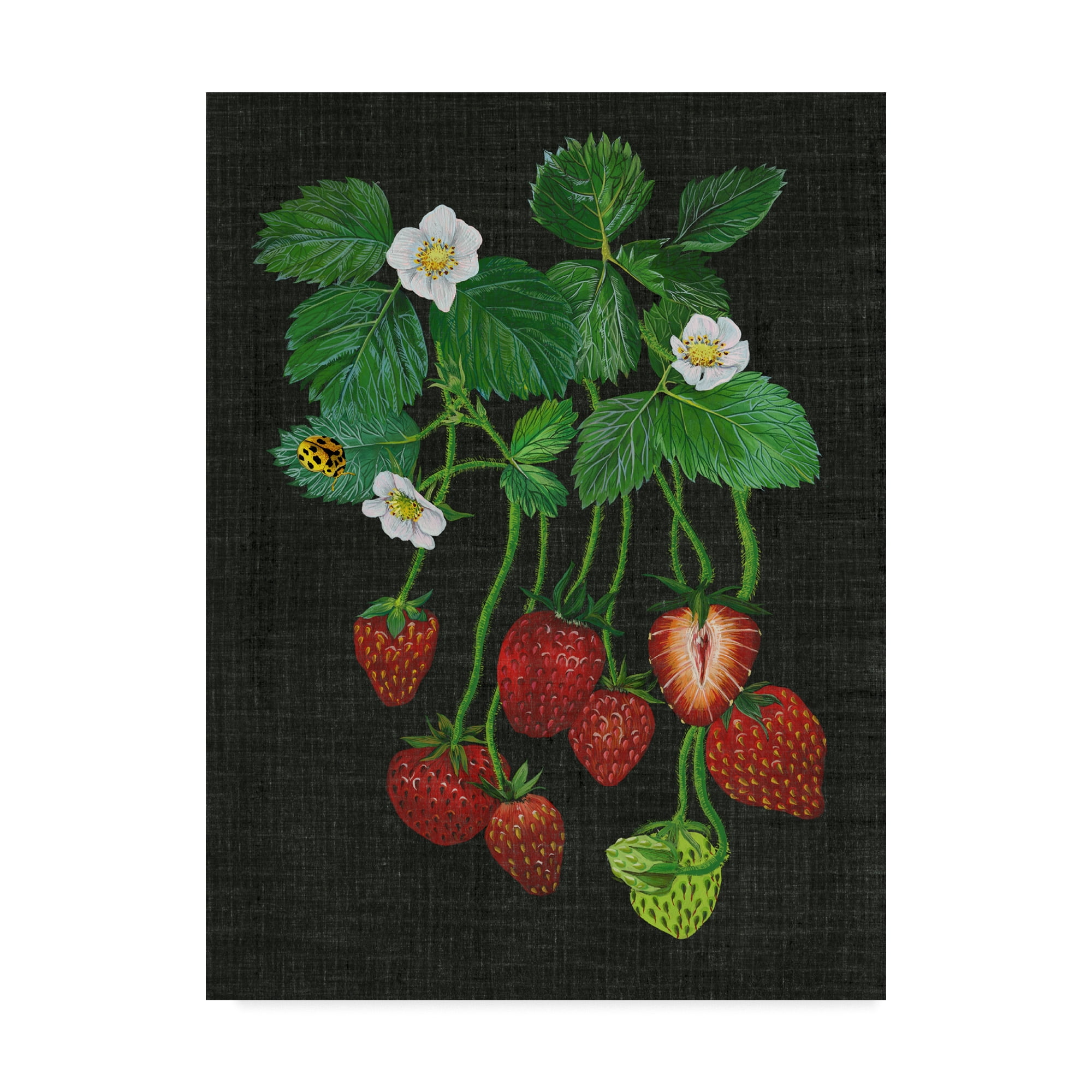 Trademark Fine Art 'Strawberry Fields II' Canvas Art by Melissa Wang ...