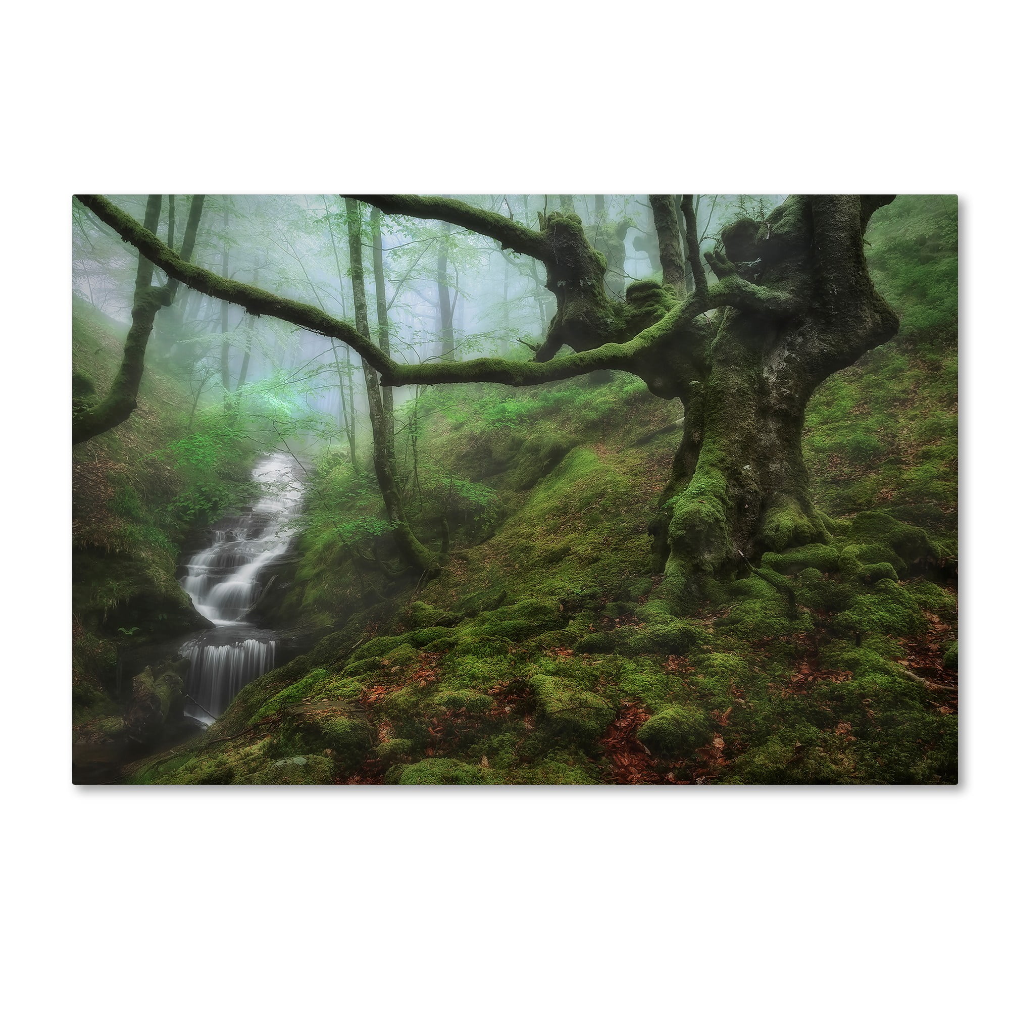 Trademark Fine Art 'The Enchanted Forest' Canvas Art by Fran Osuna ...