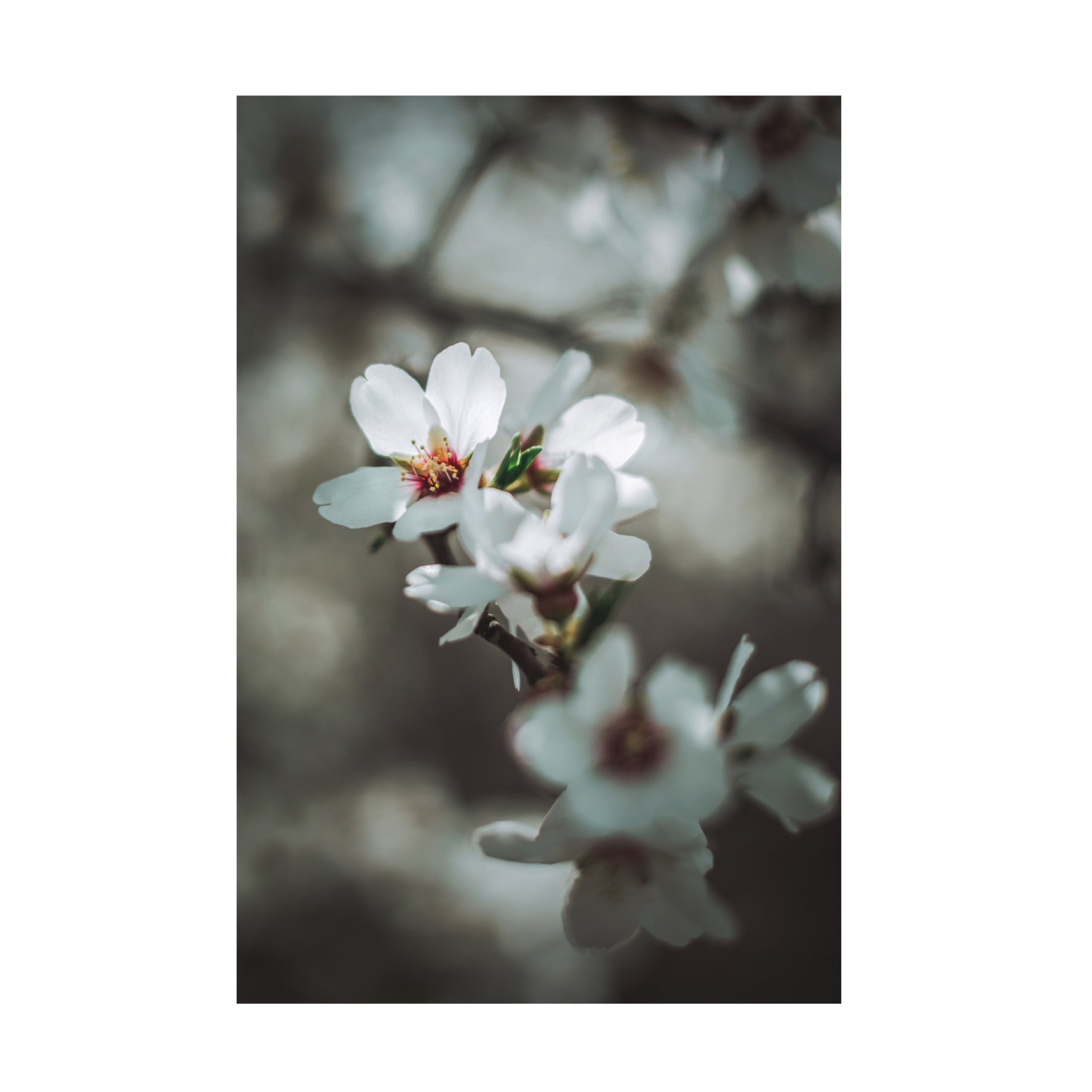 Trademark Fine Art Tim Mossholder Almond Blossoms Canvas Wall Art ...