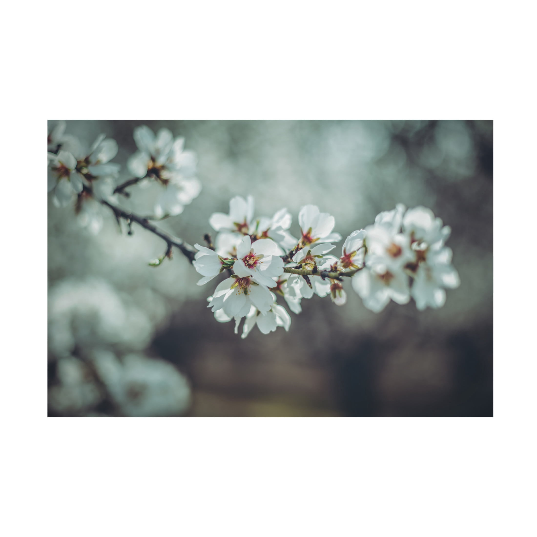 Trademark Fine Art Tim Mossholder Almond Blossoms Canvas Wall Art ...